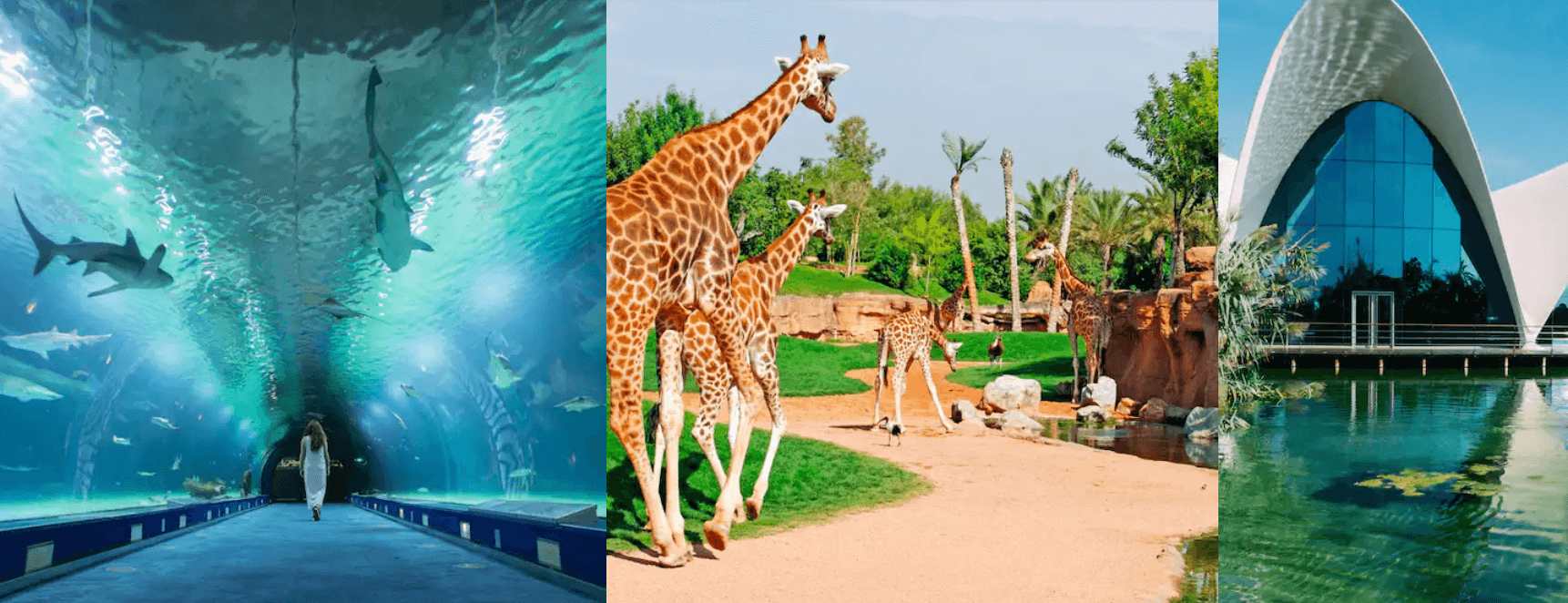 Entradas Oceanografic y Bioparc, Valencia > Ofertas Combinadas 2026